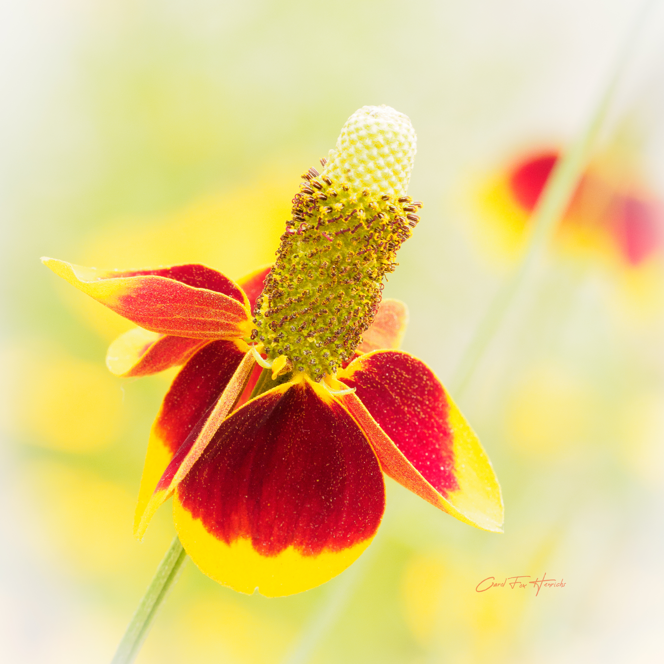 CAROL FOX HENRICHS | Professional Artists of Central Texas